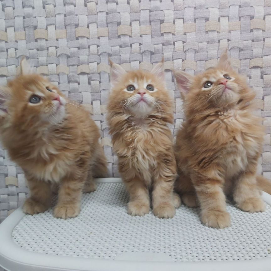 Котята мейн-кун