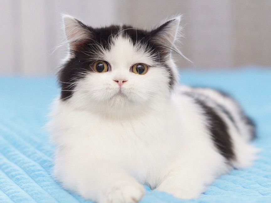 Шотландский котенок ласковый и мурчащий