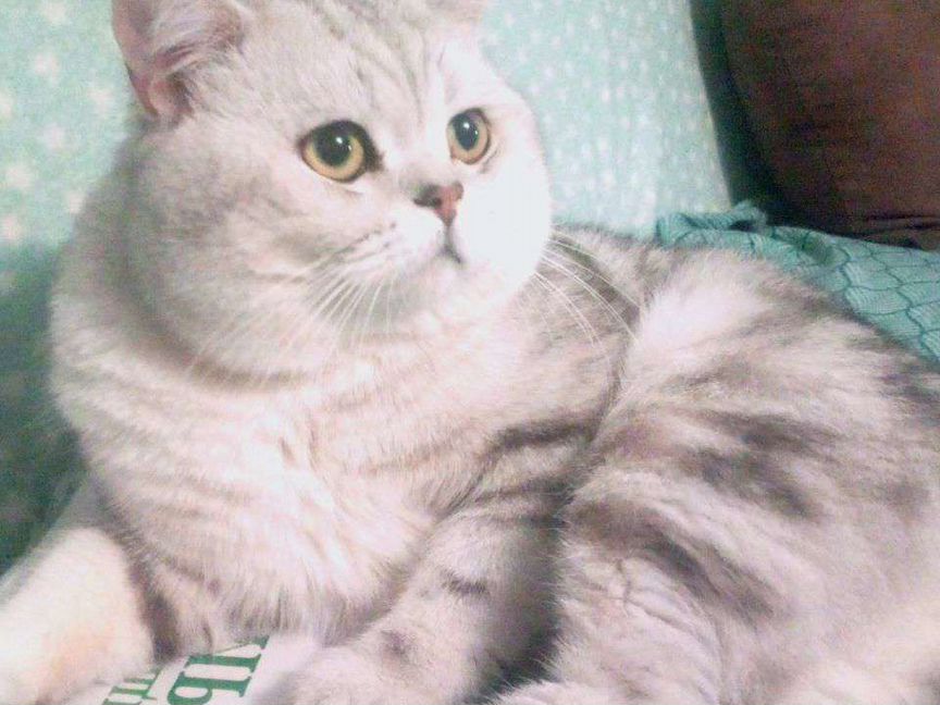 Шотландский кот