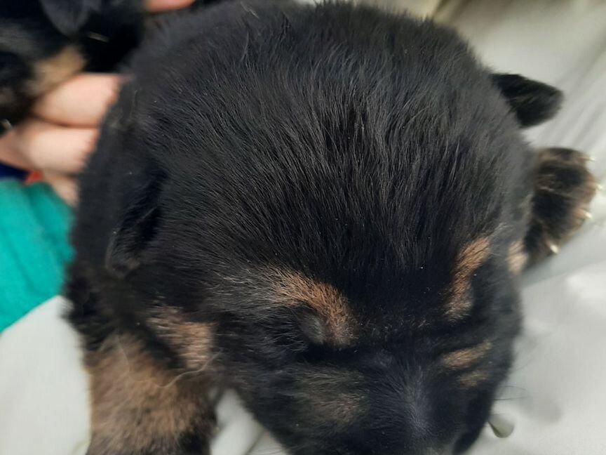 Щенки помесь немецкой овчарки