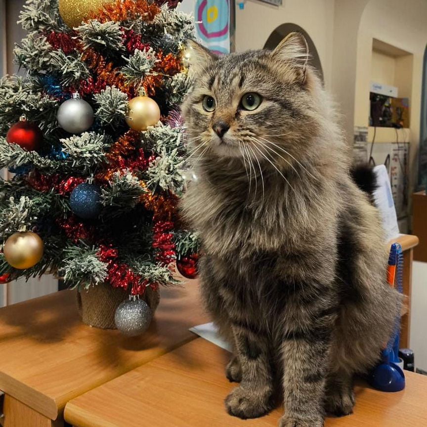 Шикарный котик сирота ищет семью