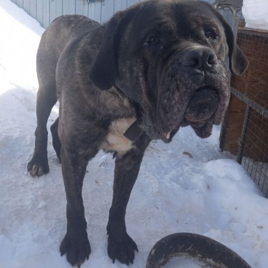 Кане-корсо, взрослый пёс