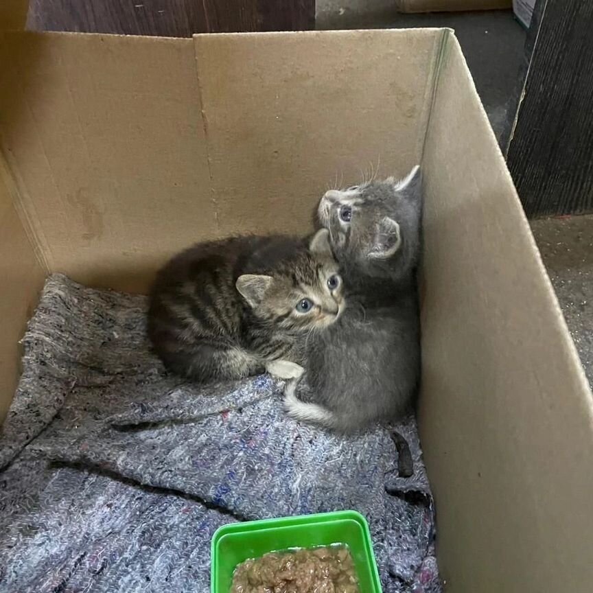 Котята в добрые руки