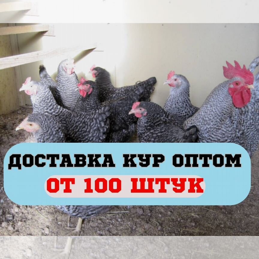 Куры несушки молодки только опт От 100шт