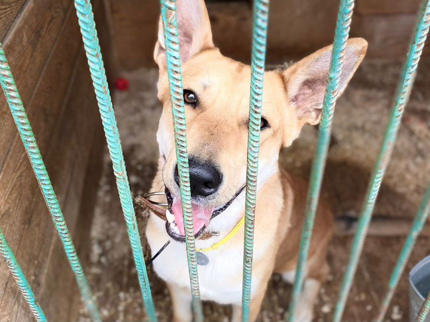 Потеряшка в приюте ищет дом