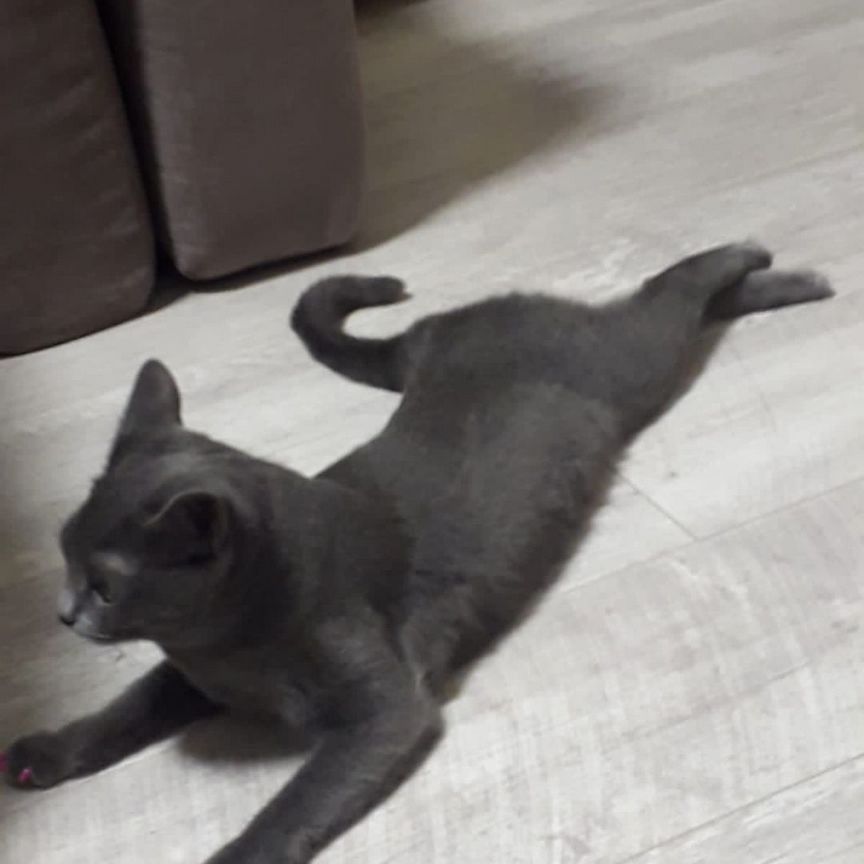 Отдам в добрые руки кошечку