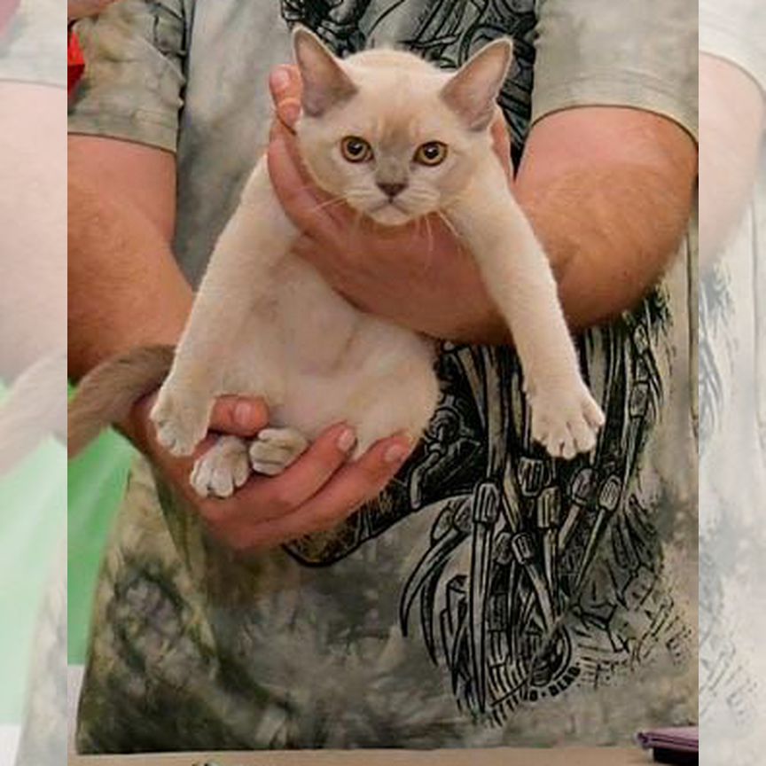 Бурманские котята