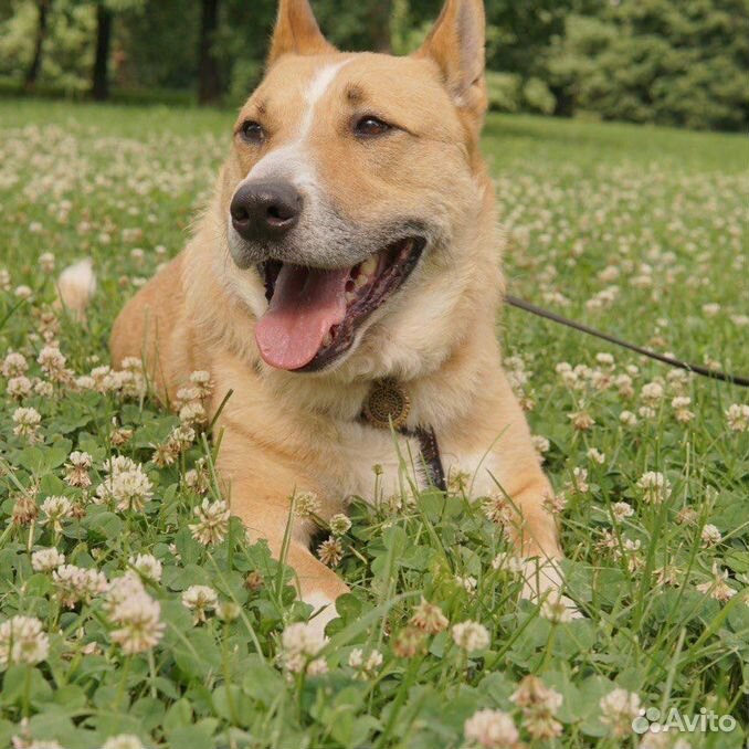 Собака в добрые руки. Рик ищет дом