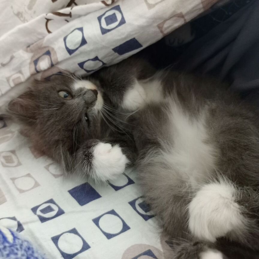Котенок