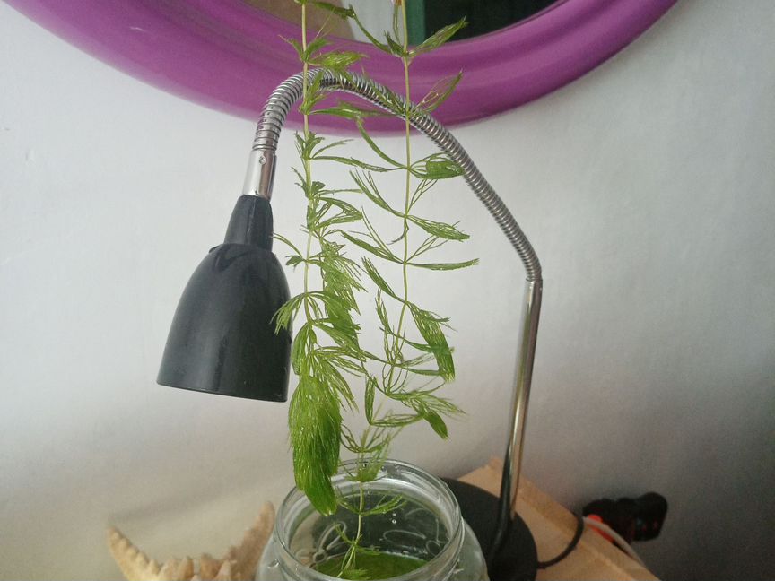 Продам водоросли для аквариума