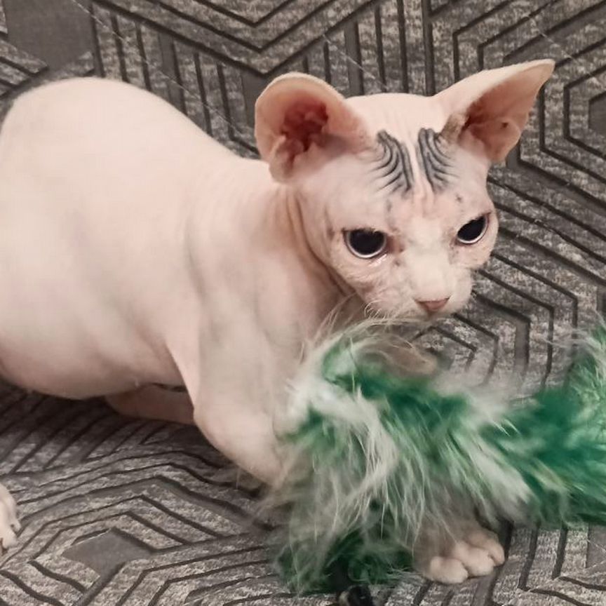 Котёнок сфинкс, девочка