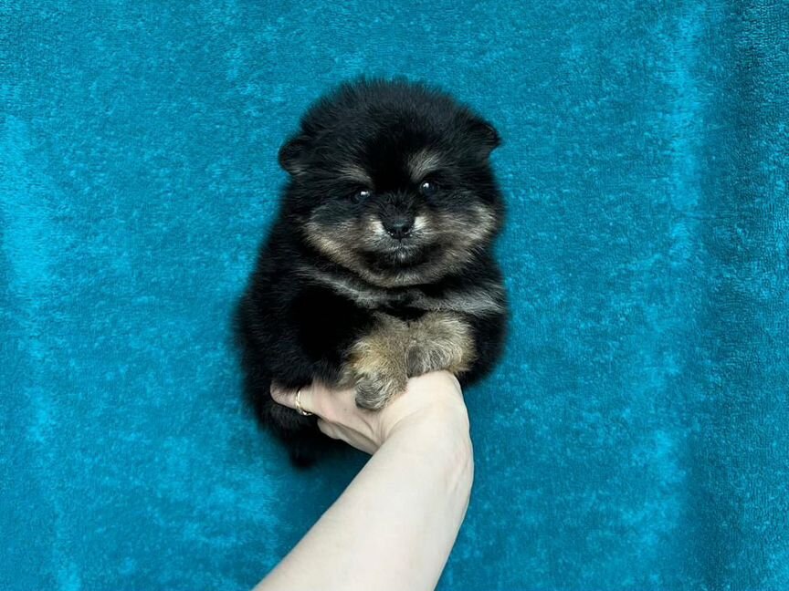 Малыши - чудо хороши