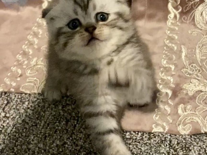 Красивые Шотладские котята