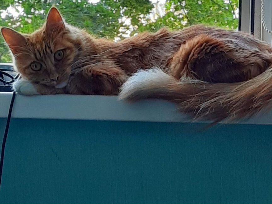 Ищу доброго хозяина/хозяйку