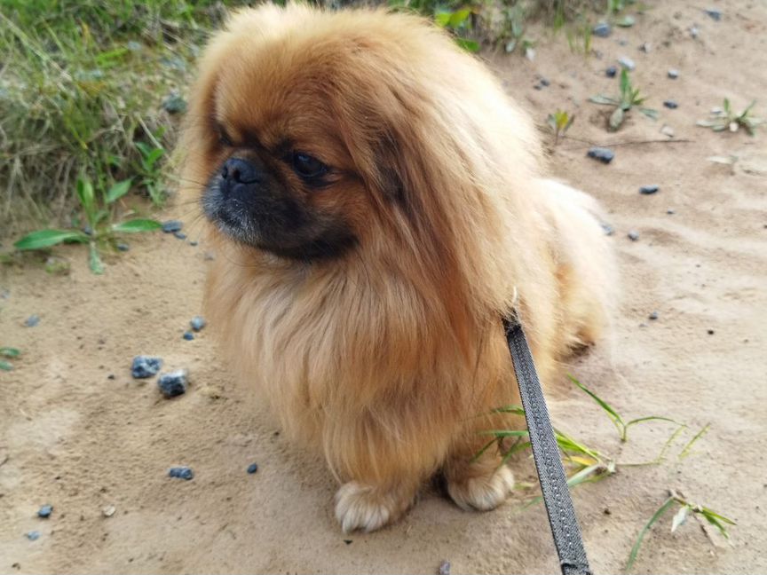 Вязка пекинес, 3 года