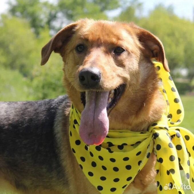 Собака Баффи бесплатно в добрые руки