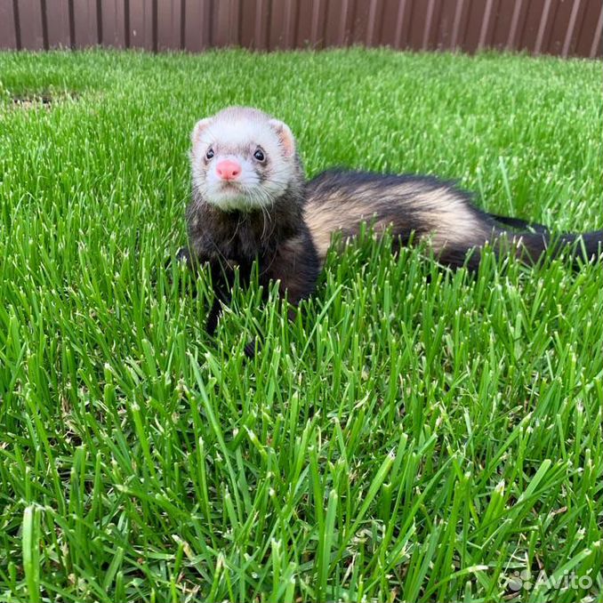 Домашний хорек