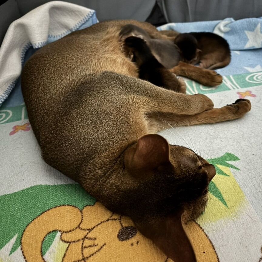 Котята бронь