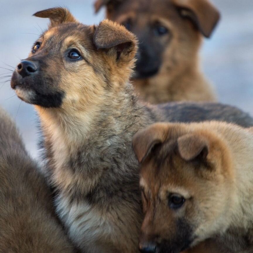 Щенок в добрые руки
