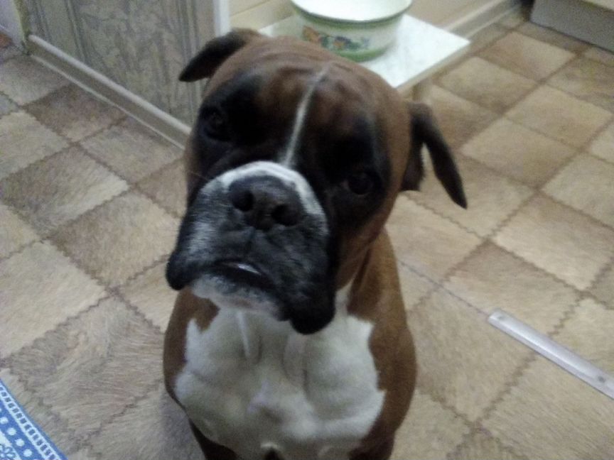 Ищу кобеля боксёра для вязки