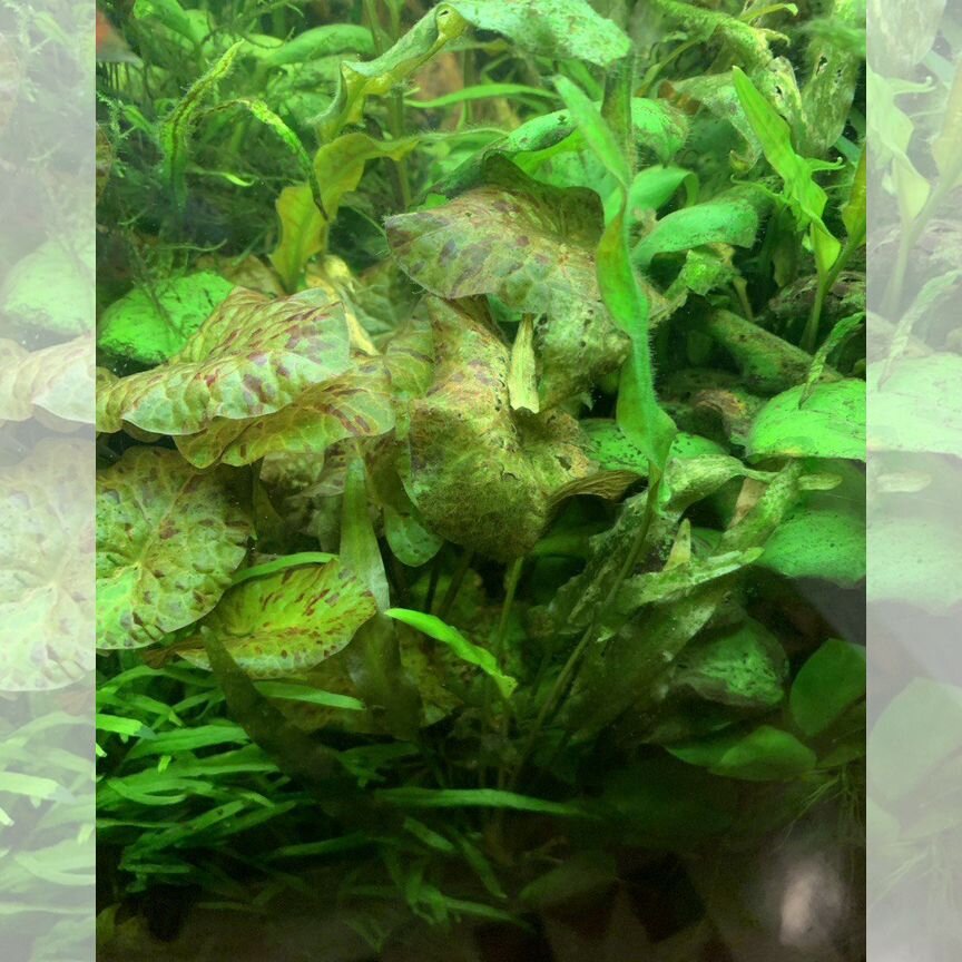 Аквариумные растения нимфея