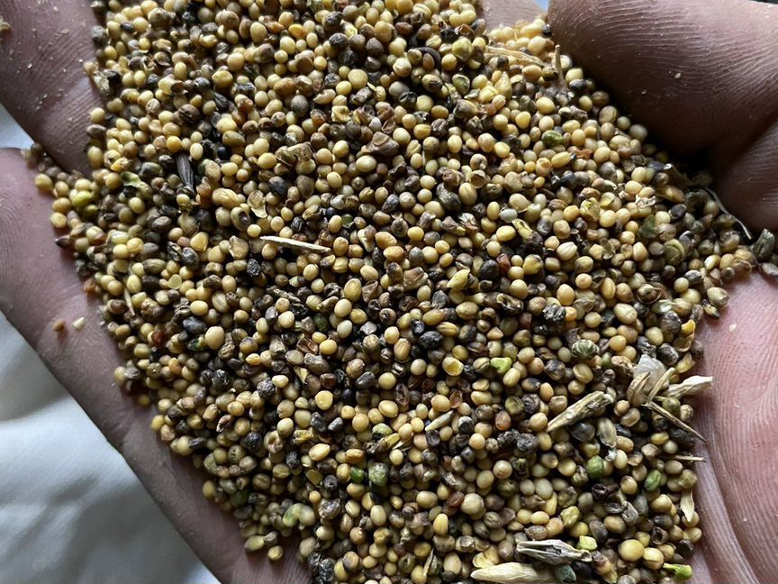 Отходы горчицы