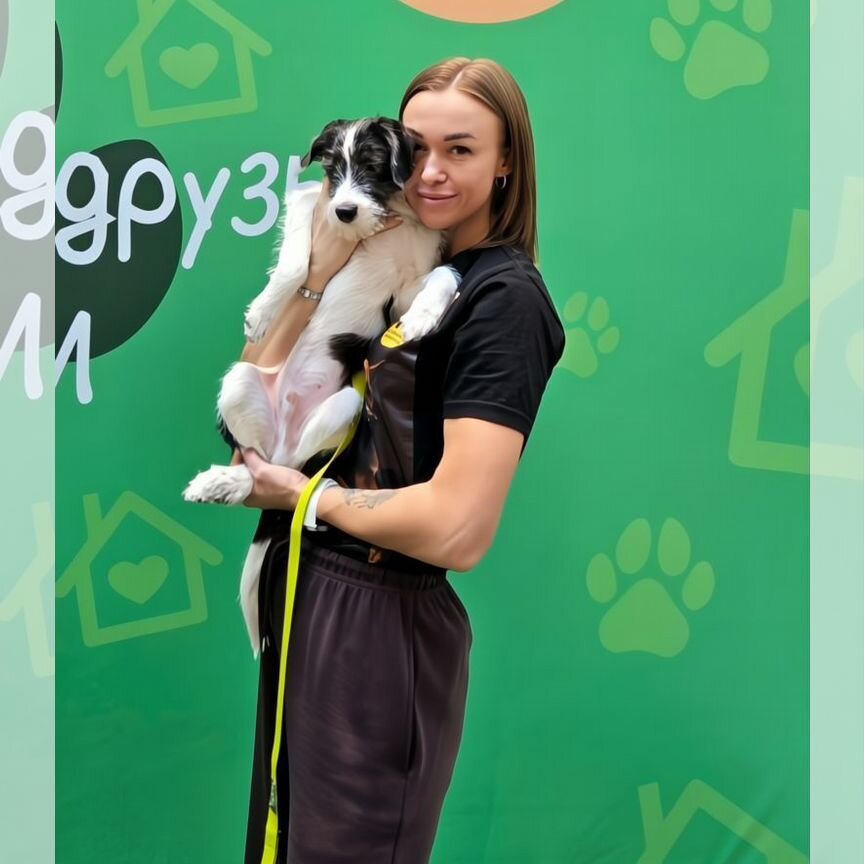 Щенок в добрые руки