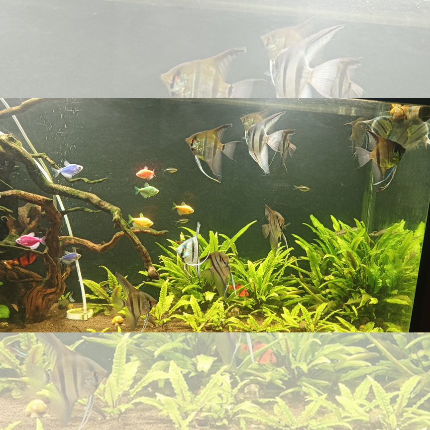 Аквариумные рыбки