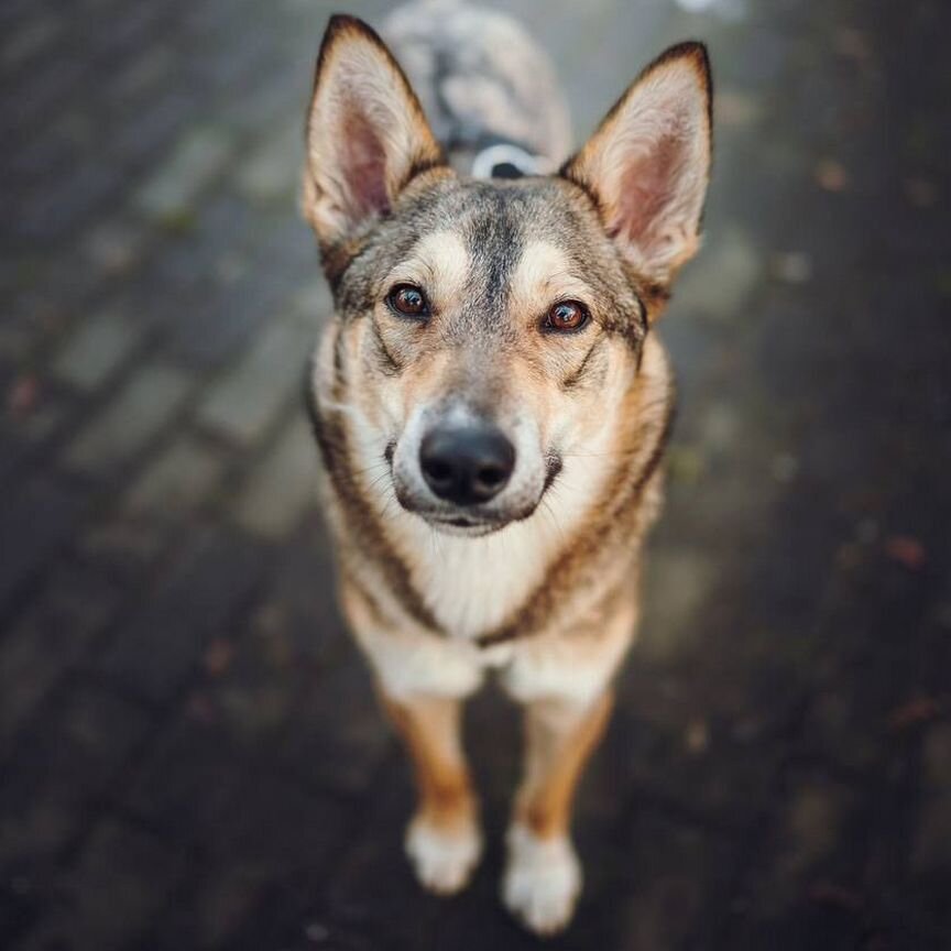 Взрослая собака в добрые руки