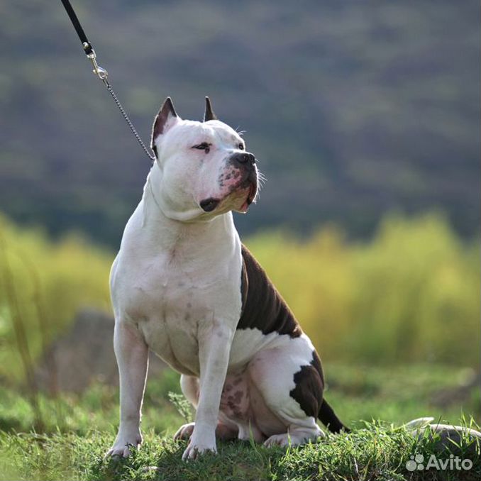 Вязка американский стаффордширский терьер