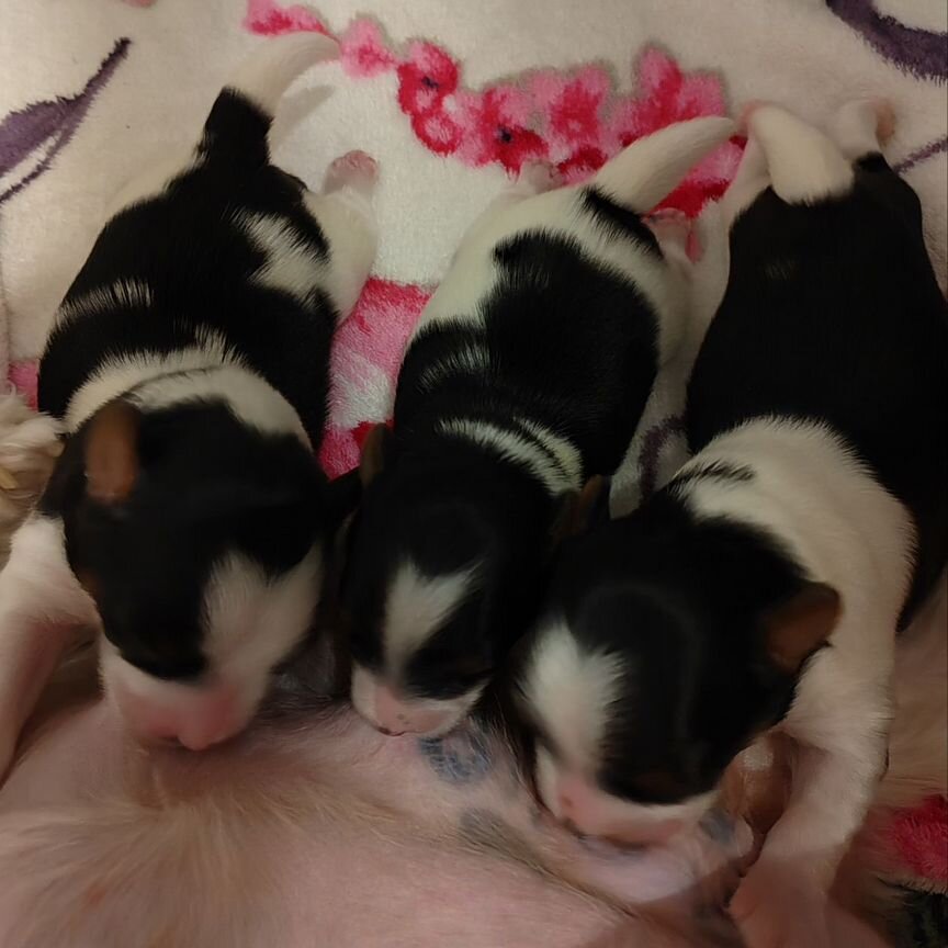 Бивер терьер щенки