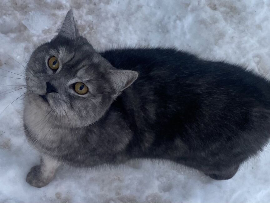 Пристраивается котик