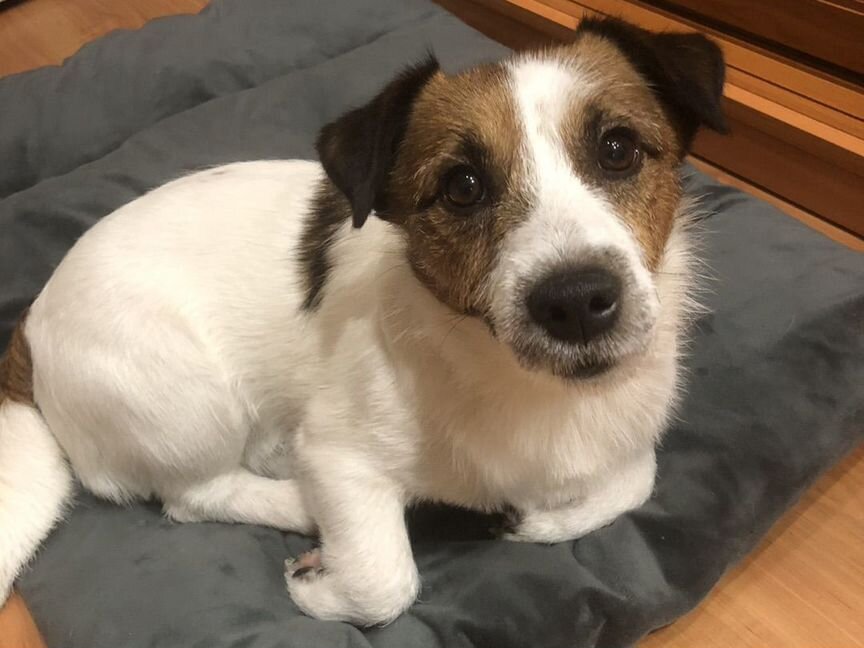 Джек рассел терьер