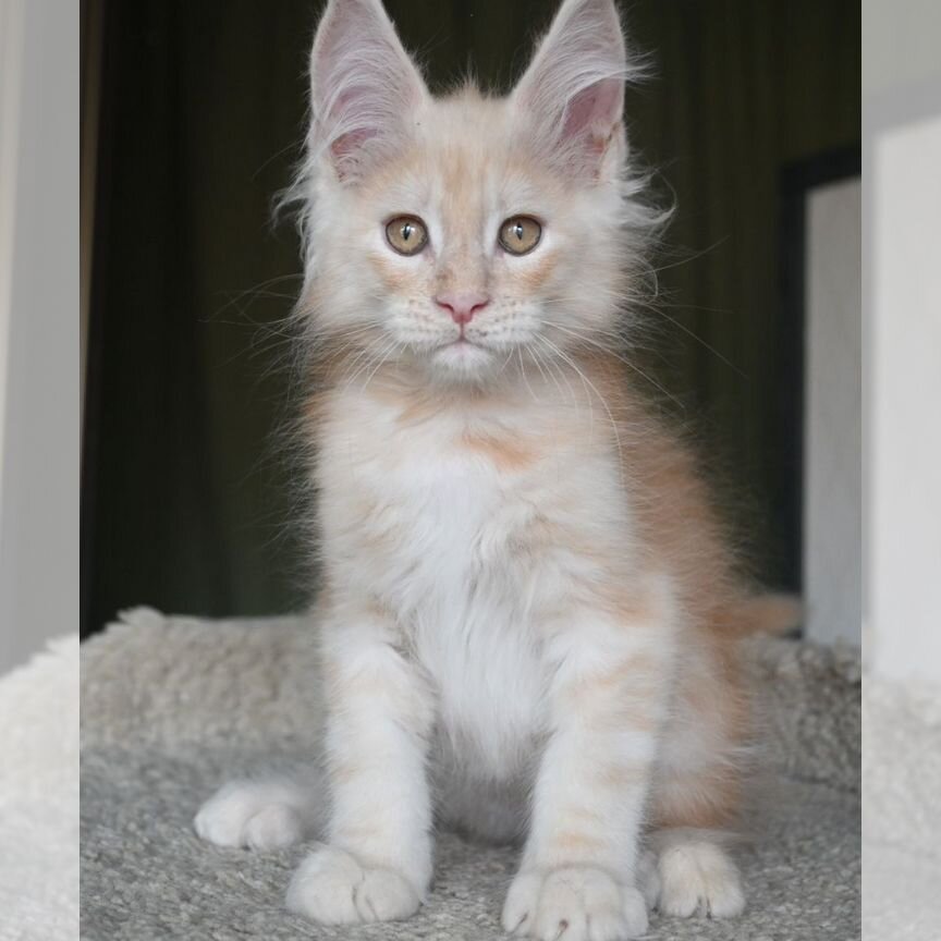 Мейн-кун котёнок