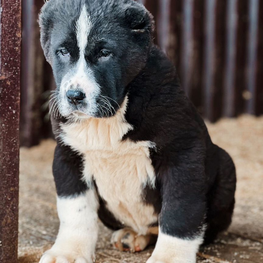 Черная пантера