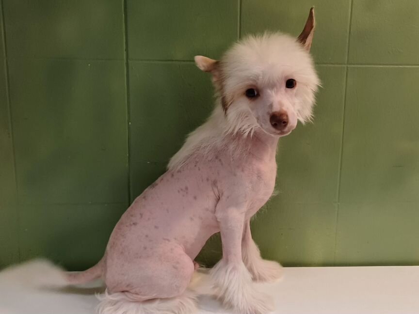 Щенки китайской хохлатой