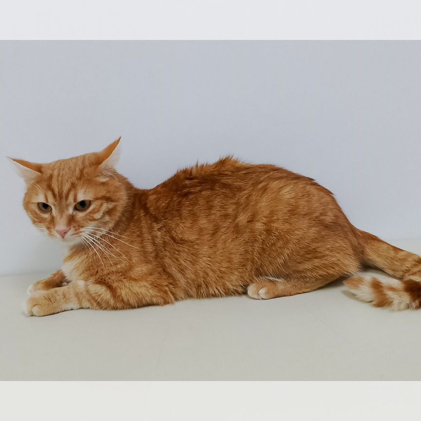 Взрослый кот в добрые руки