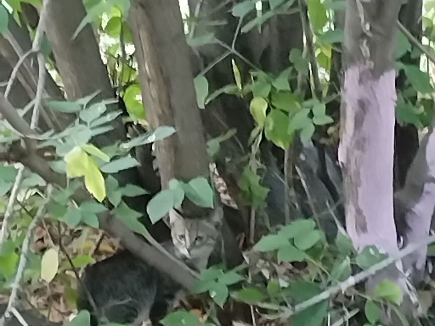 Котёнок