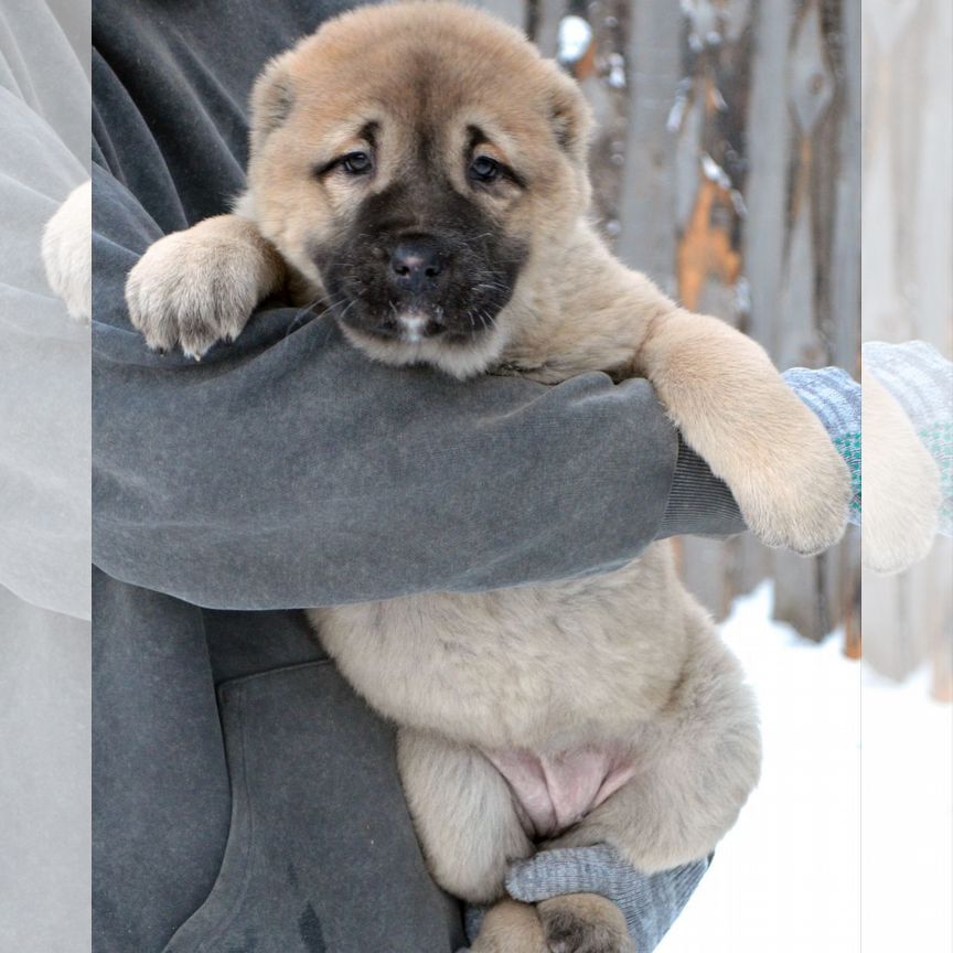 Среднеазиатская овчарка, щенок