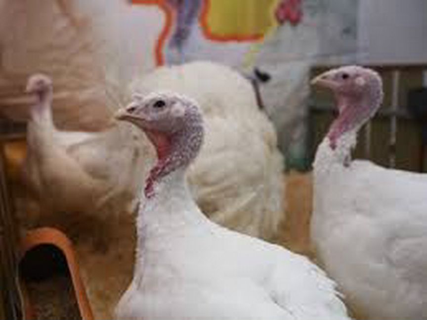 Продаю индюшек