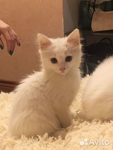 Отдаю сибирскую кошечку в добрые ручки бесплатно