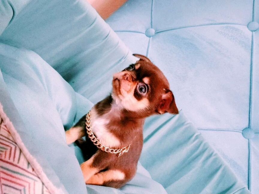 Чишки-малышки