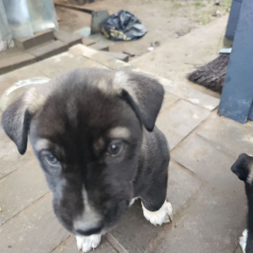 Щенок от Хаски мальчик