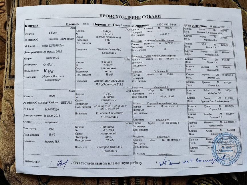 Русская гончая выжлец