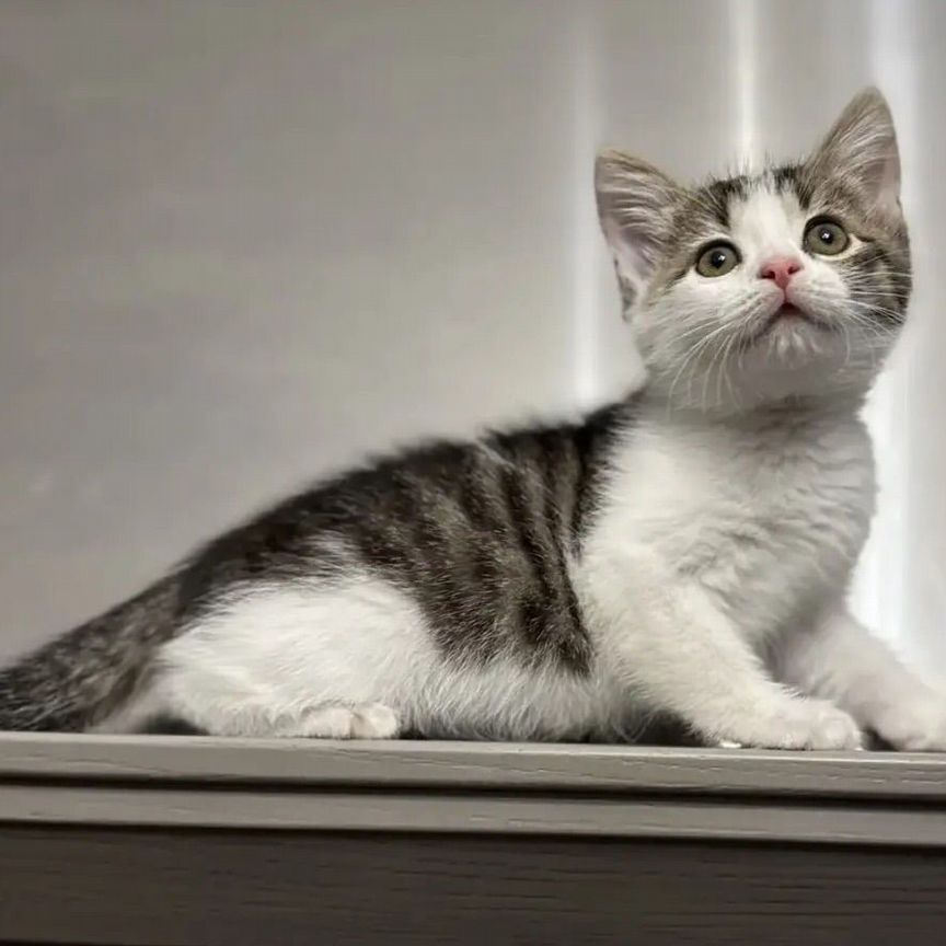 Котёнок от частного владельца