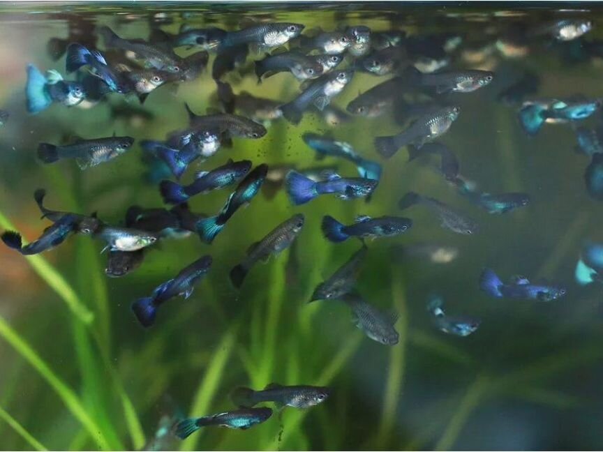 Гуппи малахит мальки