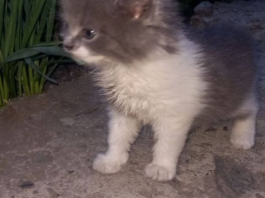 Отдам в хорошие руки котенка мальчик, 1,5 месяца