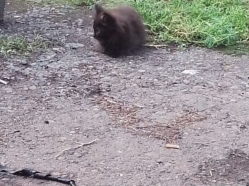 Отдам даром котят, мальчики