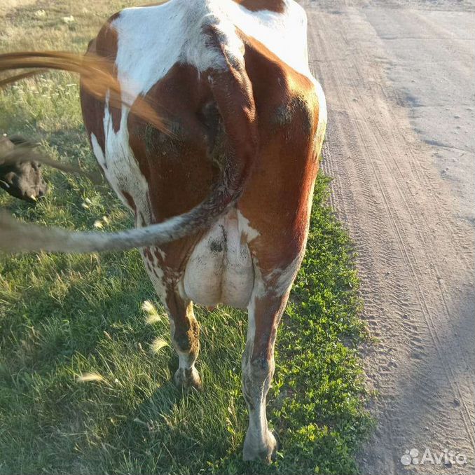 Продам коров