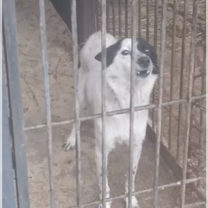 Взрослая собака в добрые руки